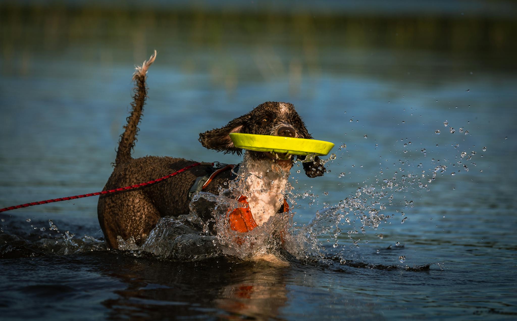 How to Teach Your Dog to Play Fetch: Step-by-Step Guide - All About Dog ...