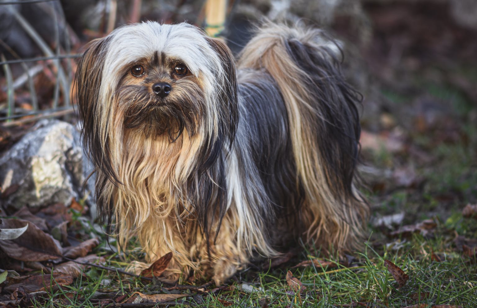 Lhasa Apso Dog Breed — Facts and Personality Traits - All About Dog ...