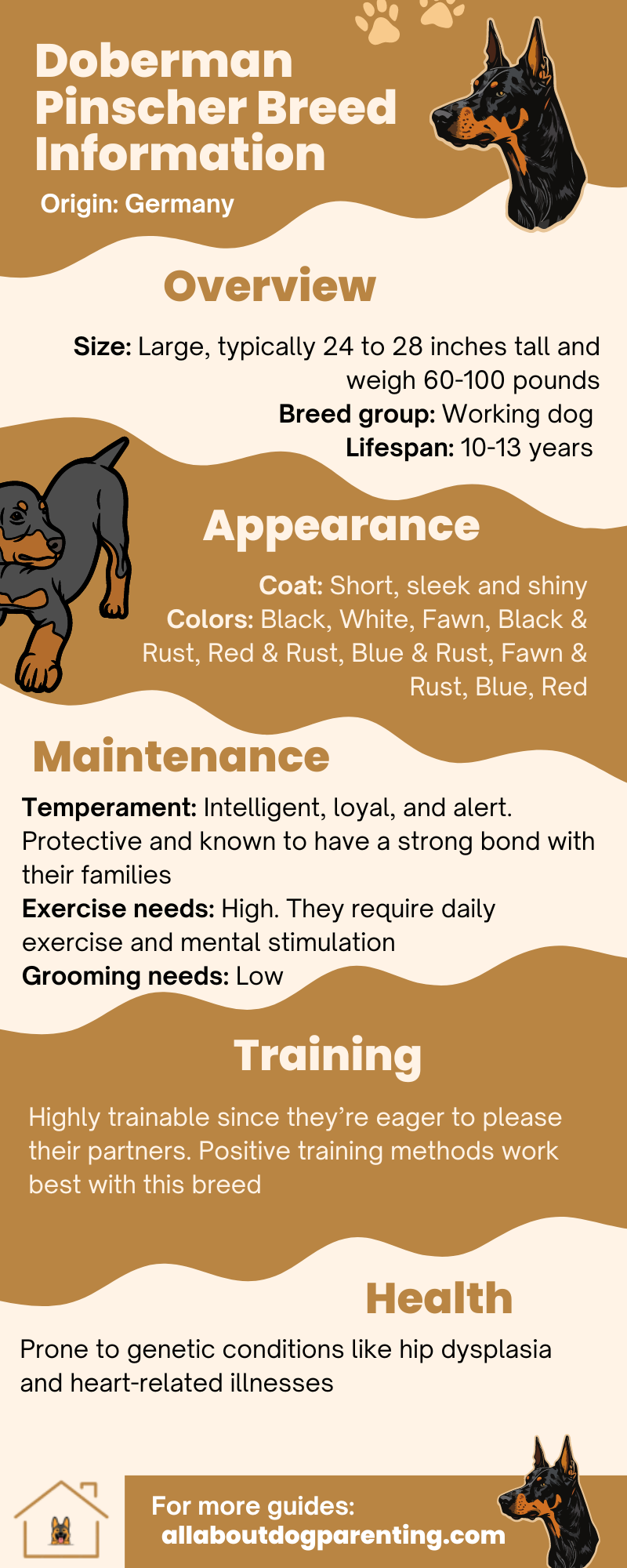 Doberman Pinscher Dog: Breed Information & Characteristics - All About ...