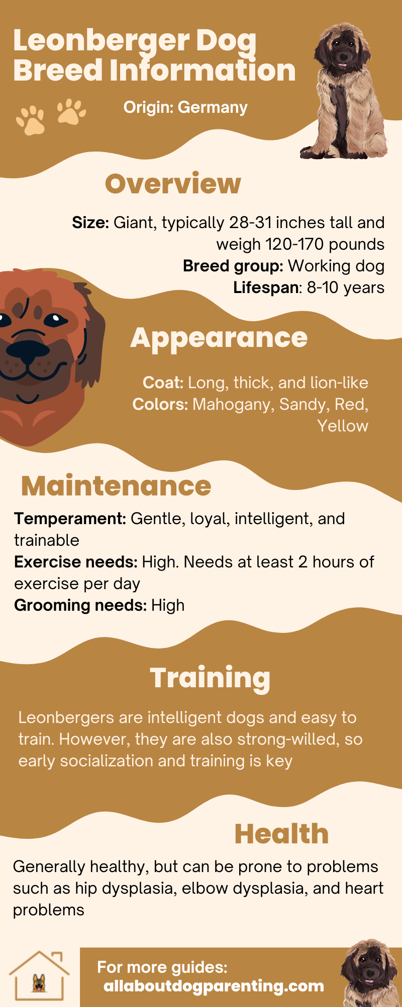 Leonberger Dogs: Facts and Personality Traits - All About Dog Parenting